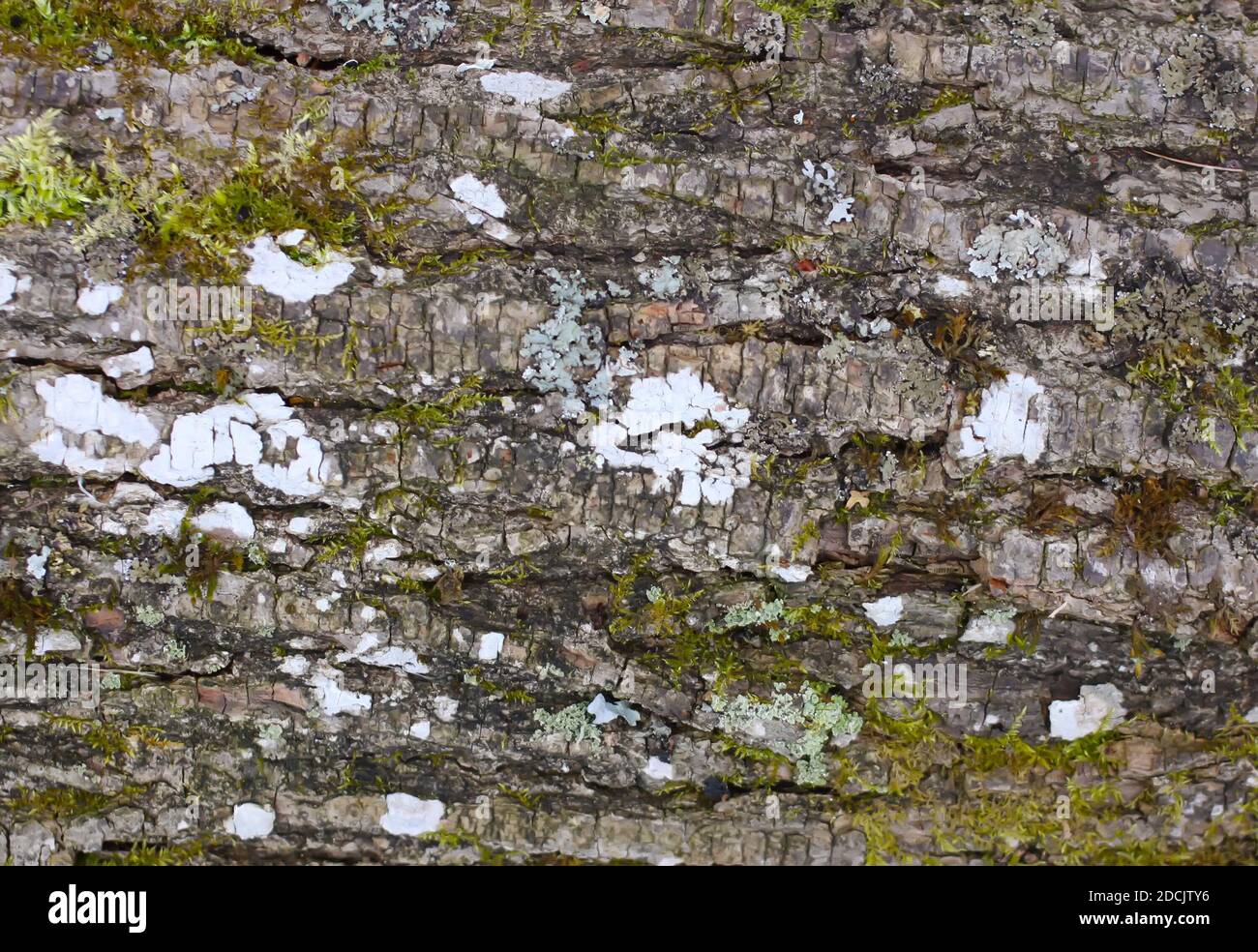 Tree bark texture close up Stock Photo - Alamy