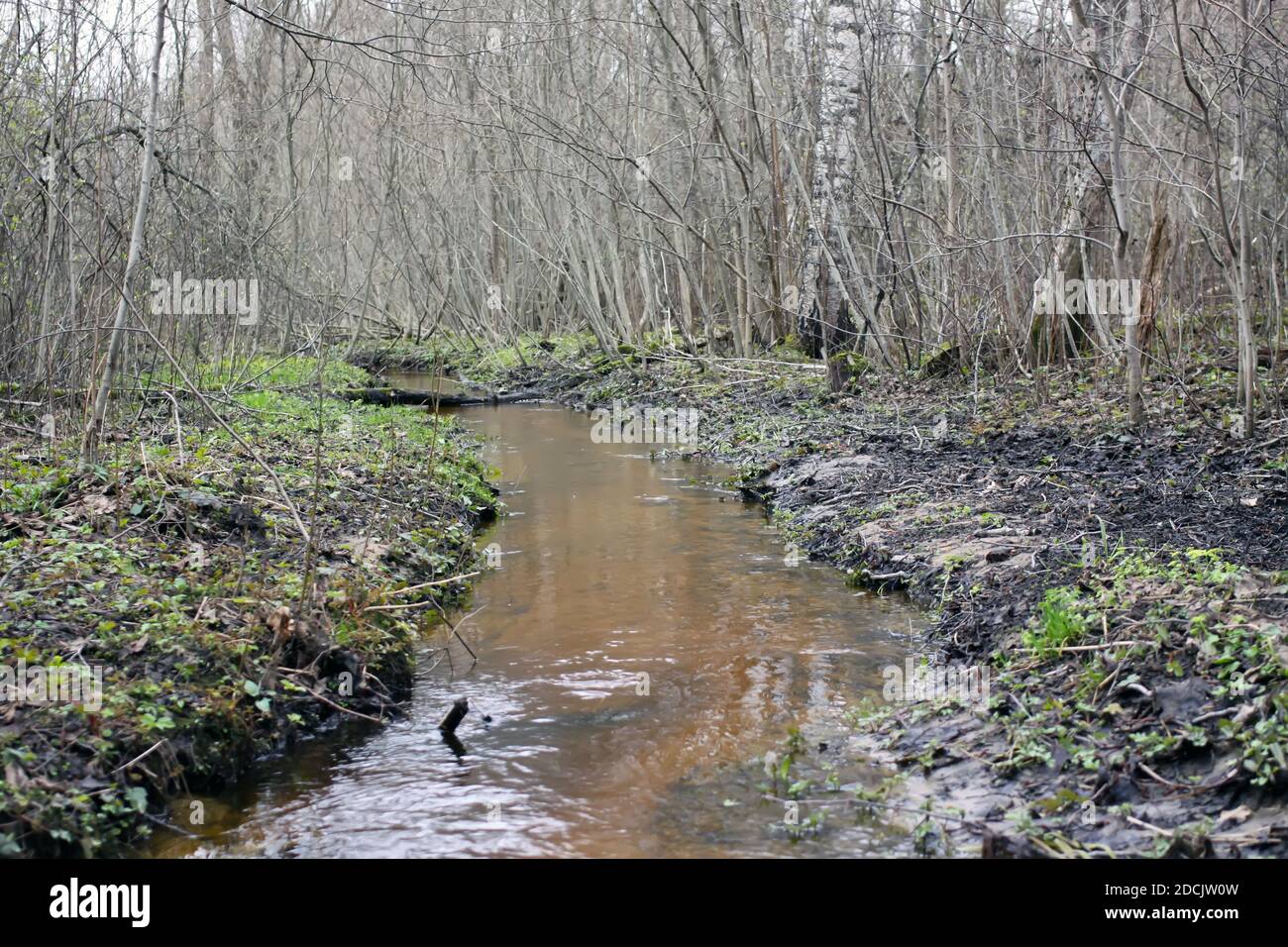 Small stream in the forest. A transparent wavy water of small rivulent ...