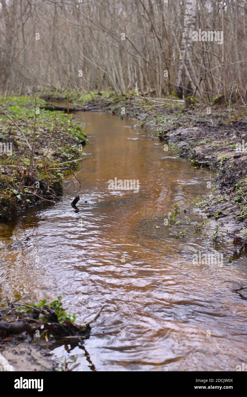 Small stream in the forest. A transparent wavy water of small rivulent ...
