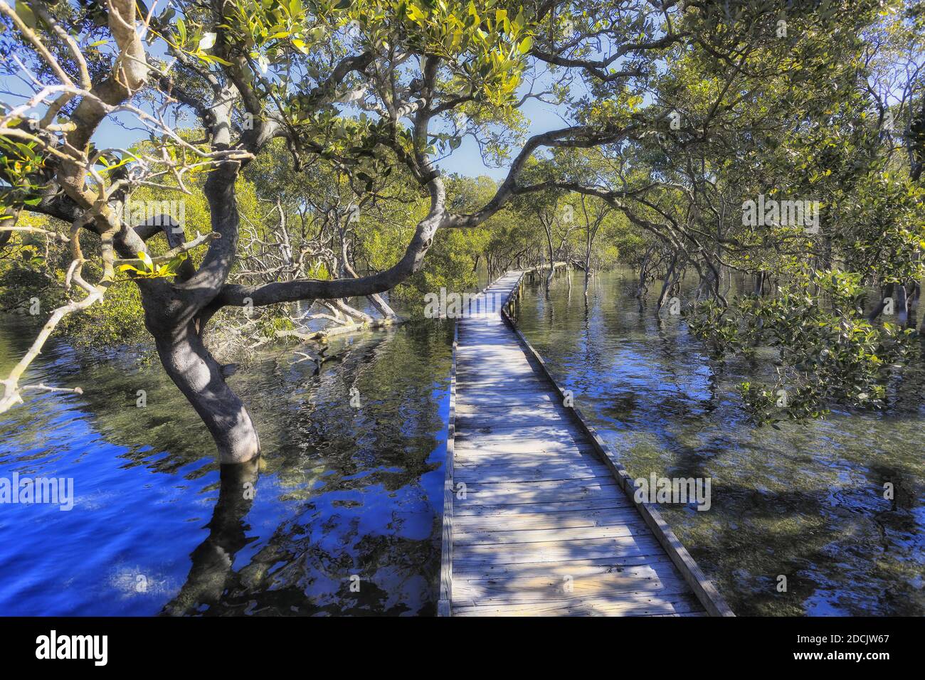 Timber boardwalk in Mangrove forest of Jervis bay area in Australia ...
