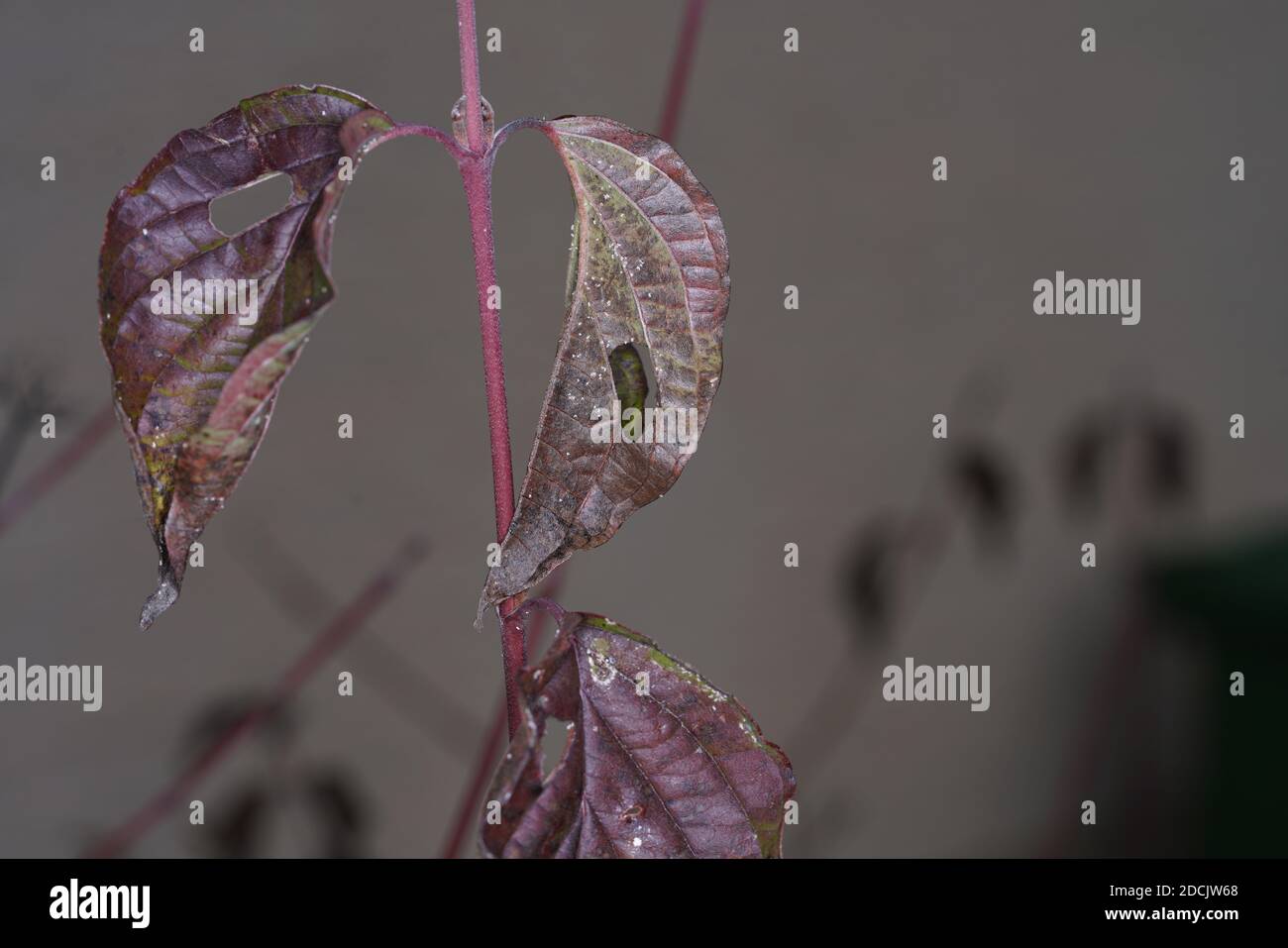 A sick plant hi-res stock photography and images - Alamy