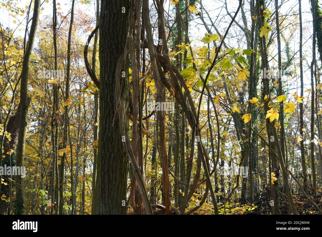 A foliage forest of thin trees Stock Photo - Alamy