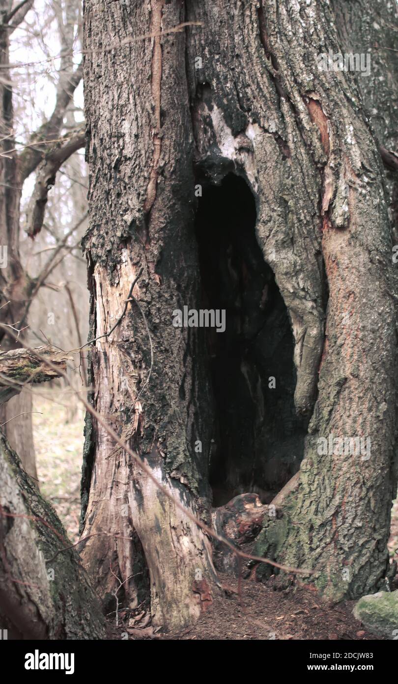 A hollow in a tree in the spring forest Stock Photo - Alamy