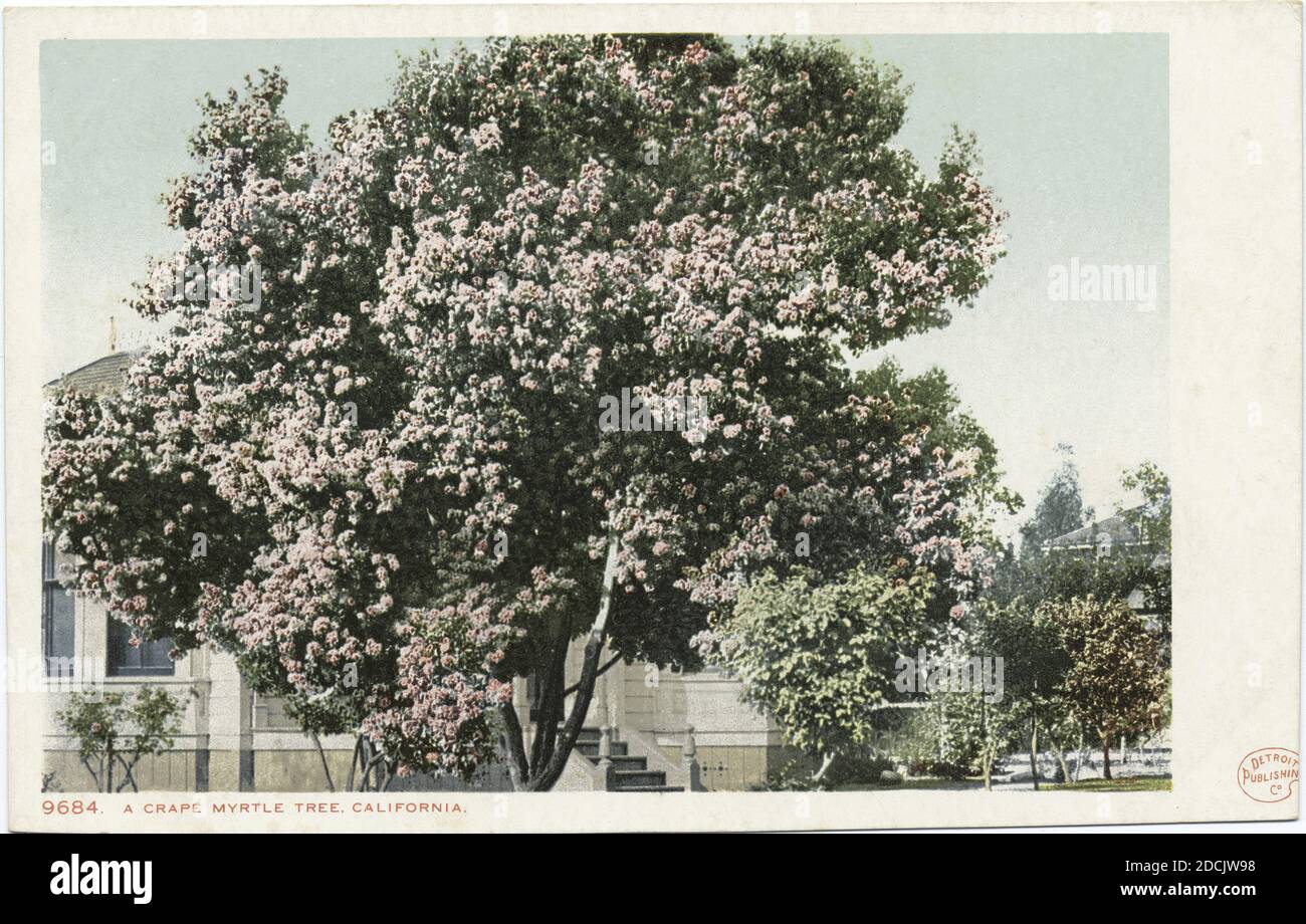 A Grape Myrtle Tree, California, still image, Postcards, 1898 - 1931 ...