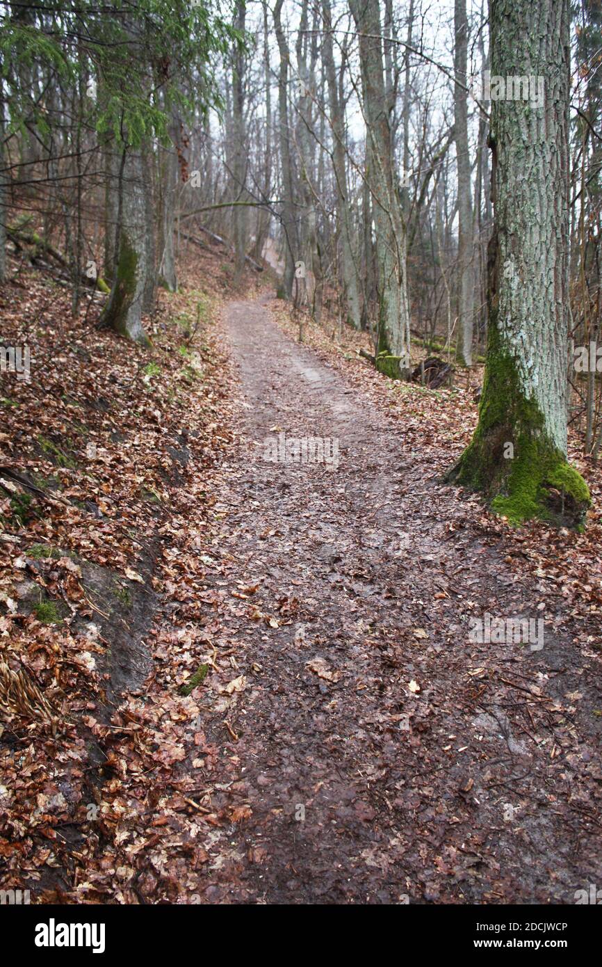 Forest in latvia hi-res stock photography and images - Alamy