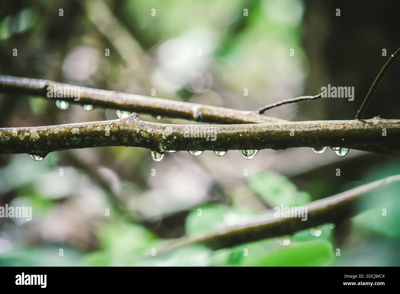 Wet tree branches with water drops in a summer forest after rain Stock ...