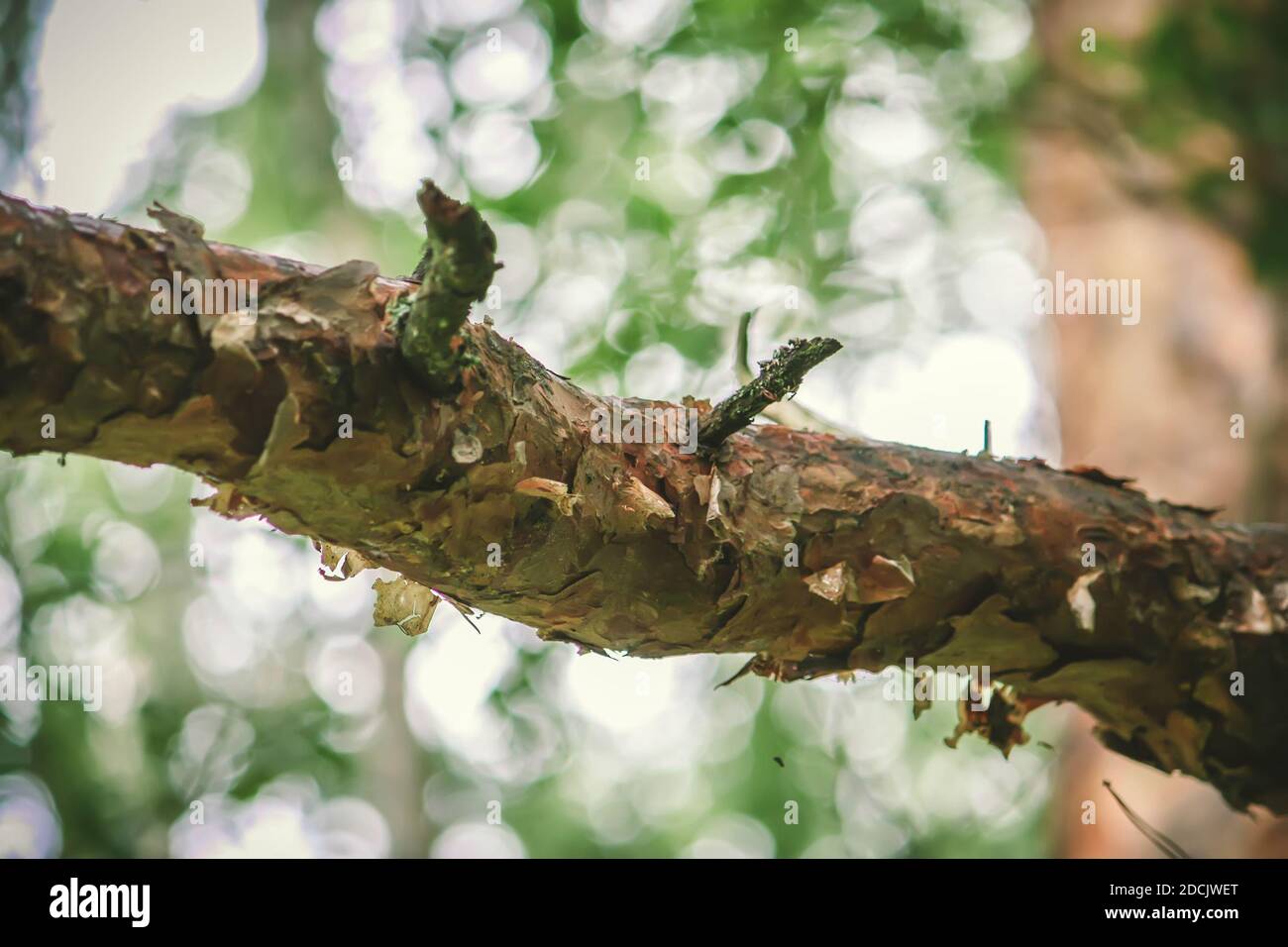 Pine tree rough tree trunk close up Stock Photo - Alamy