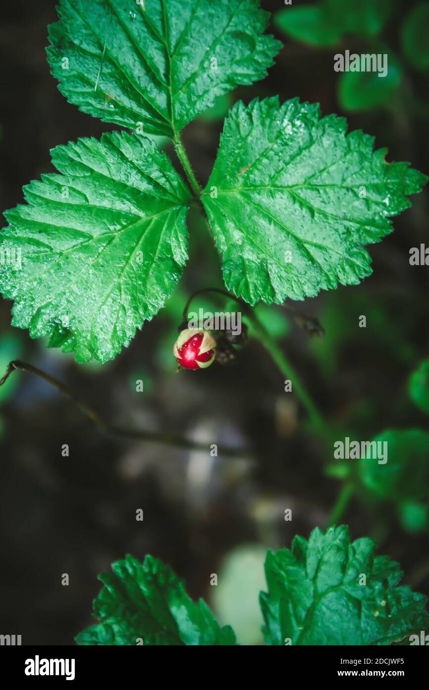 Stone berry tree hi-res stock photography and images - Alamy