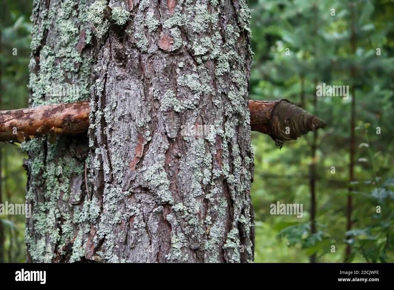 Pine tree branch in arrow form in a summer forest Stock Photo - Alamy