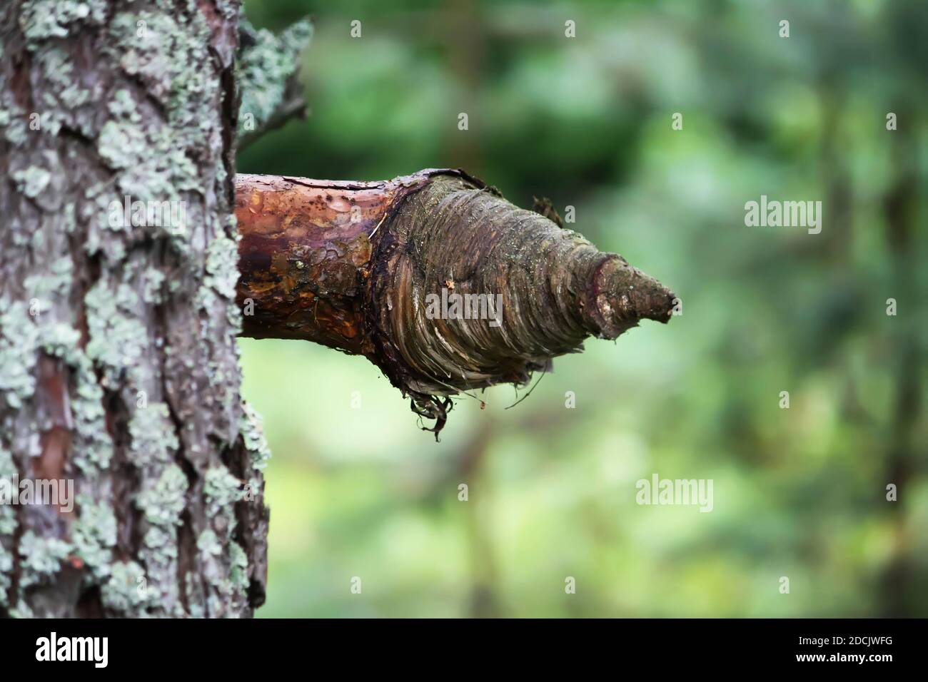 Pine tree branch in arrow form in a summer forest Stock Photo - Alamy