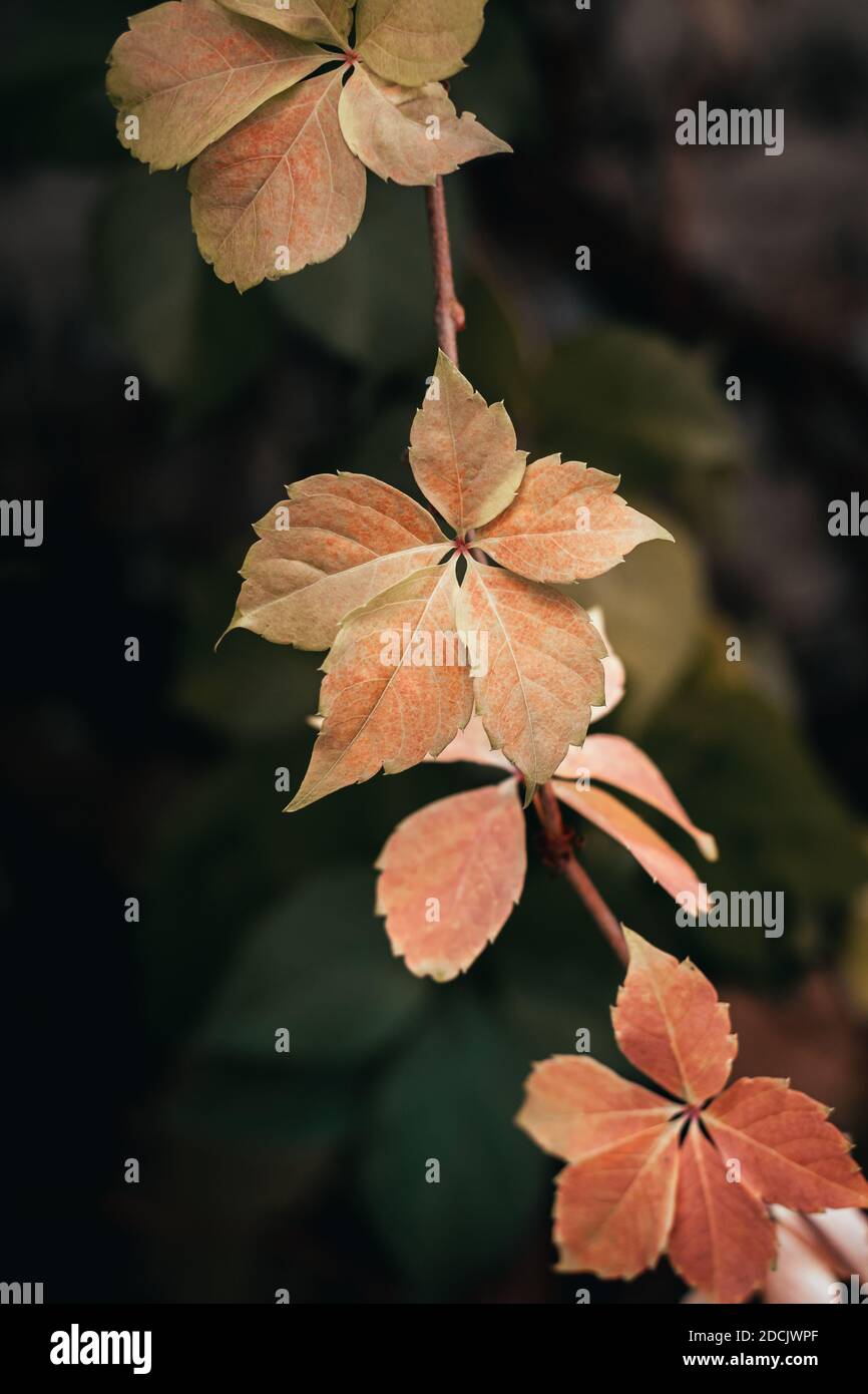 Virginia creeper (Parthenocissus quinquefolia, Victoria creeper, five ...