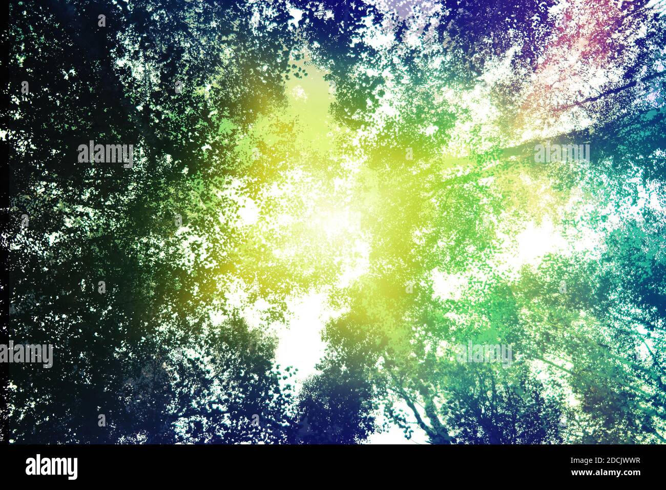 Tree tops in sunlight. Summer forest Stock Photo - Alamy