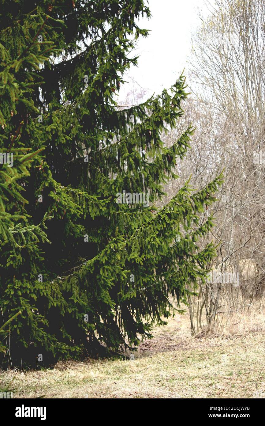 Large fir tree hi-res stock photography and images - Alamy