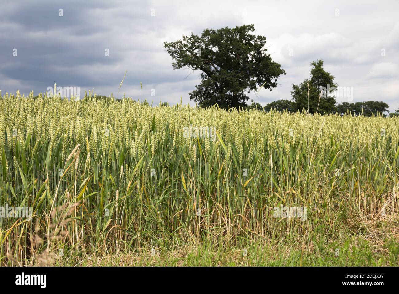 Spring wheat field background Stock Photo - Alamy