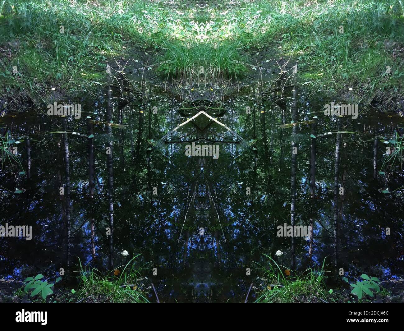 Reflections on the dark still water of small swamp in the forest ...