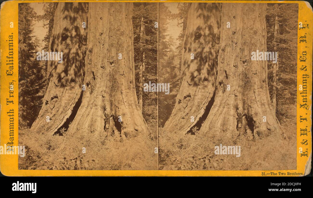 The Two Brothers., still image, Stereographs, 1860 - 1874 Stock Photo ...