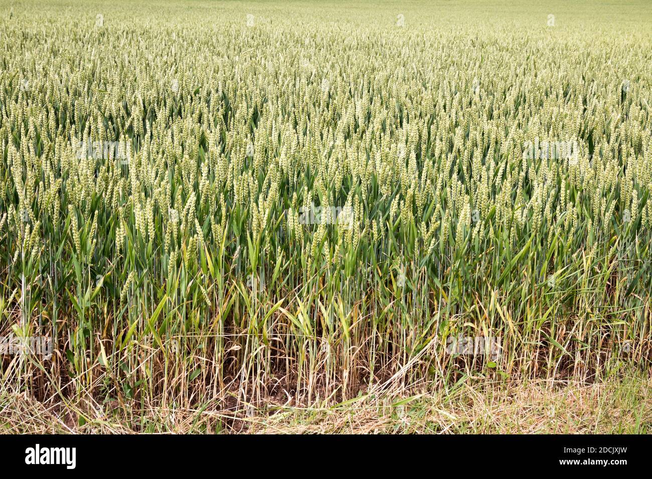 Spring wheat field background Stock Photo - Alamy
