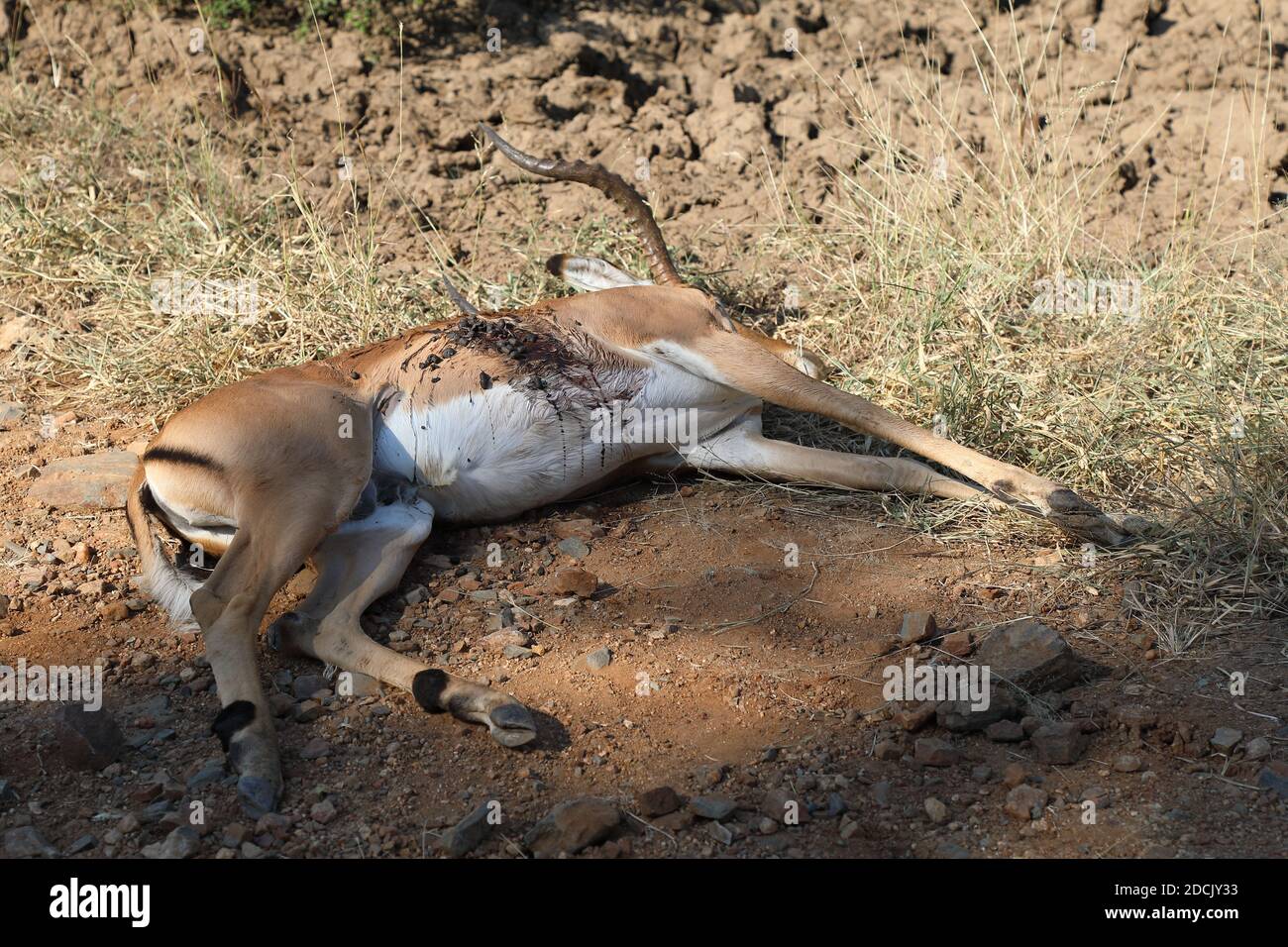 Dead antilope hi-res stock photography and images - Alamy