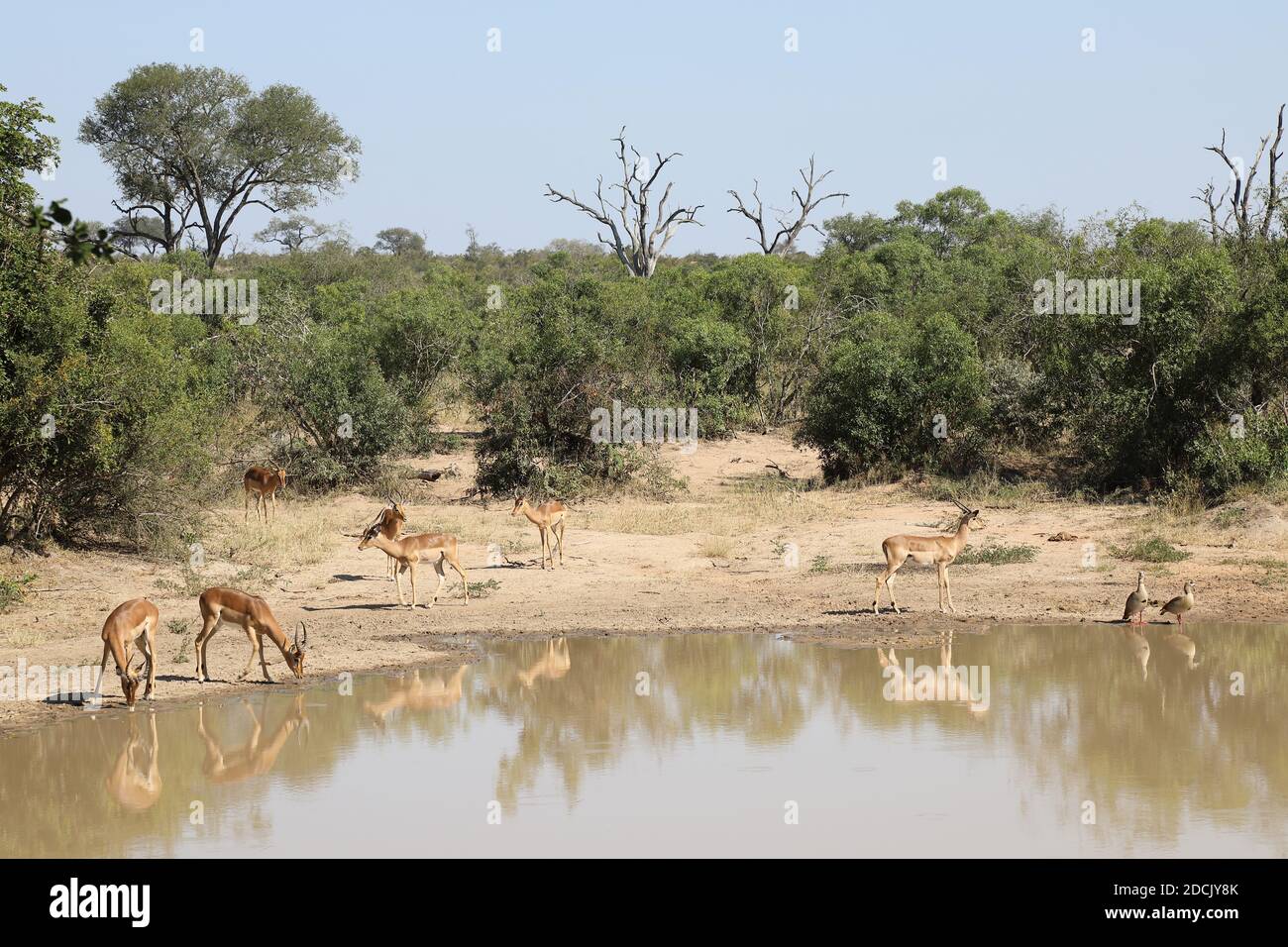 Egyptian antelope hi-res stock photography and images - Alamy