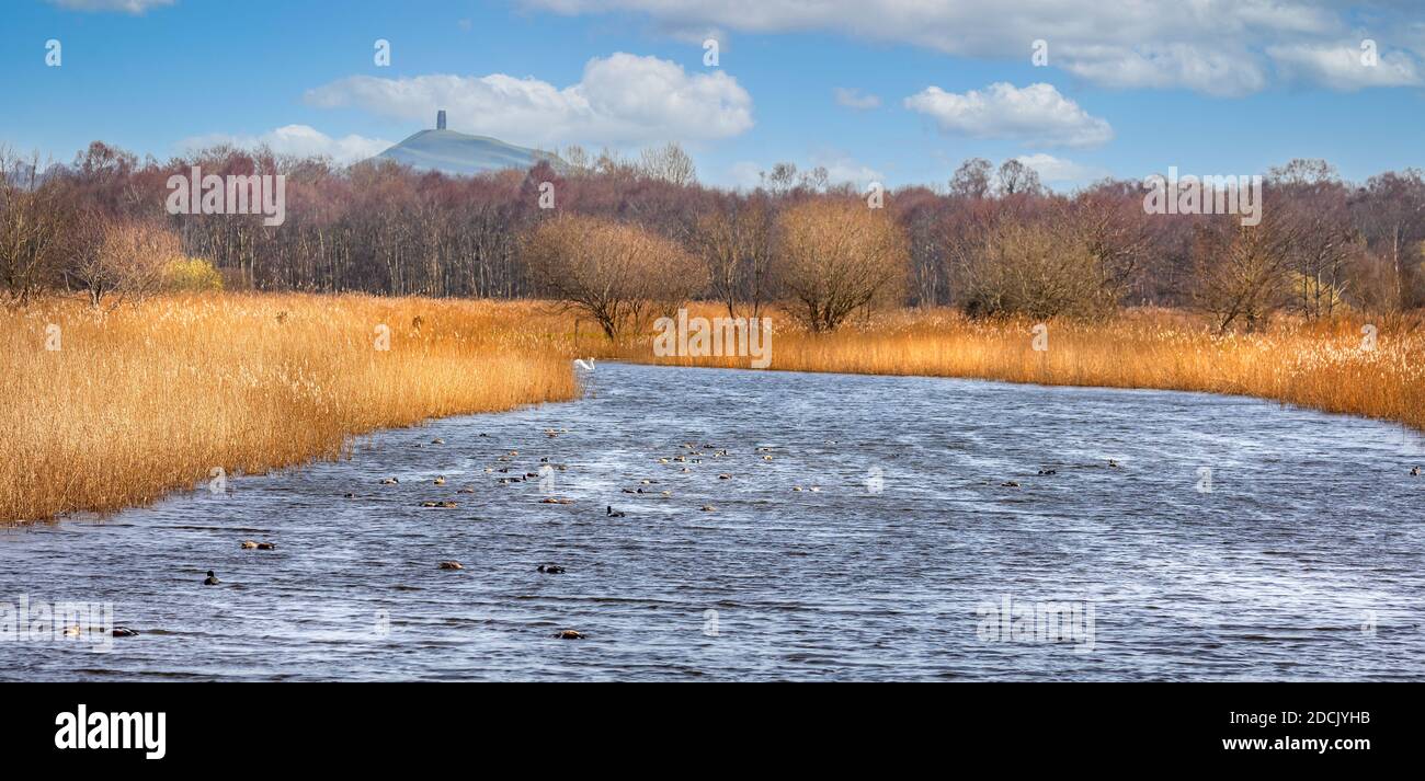 Panoramic view of ducks and swans on lake surrounded by golden reeds ...