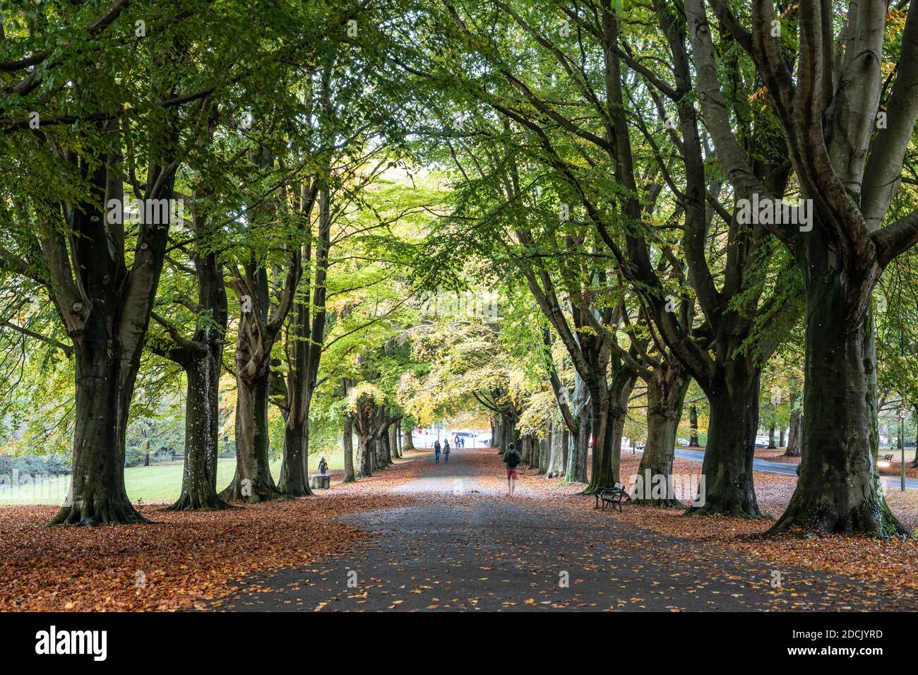 People walk along the beech tree avenue during autumn on Clifton Down ...