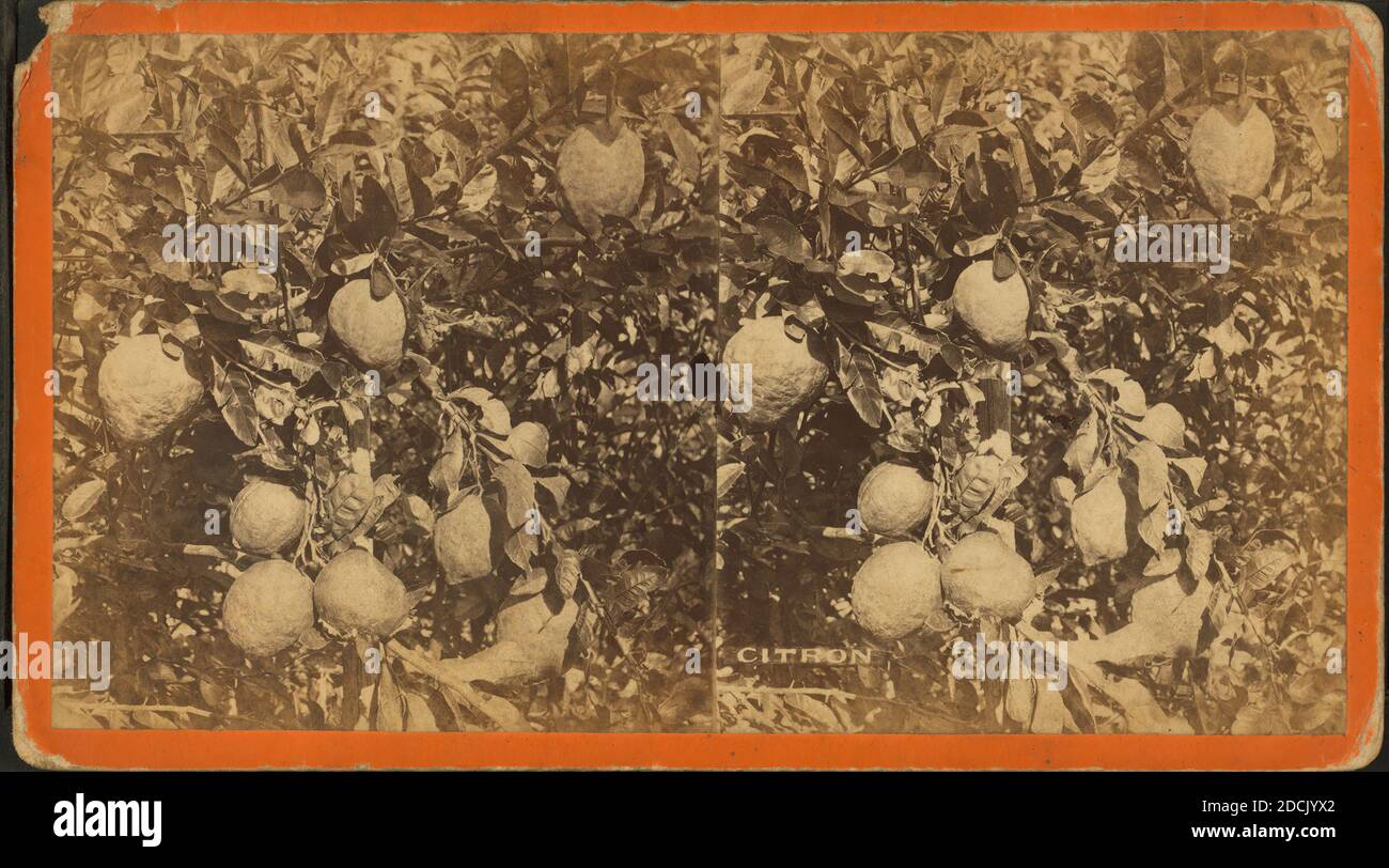 Citron. [Orange tree with fruit.], still image, Stereographs, 1850 ...
