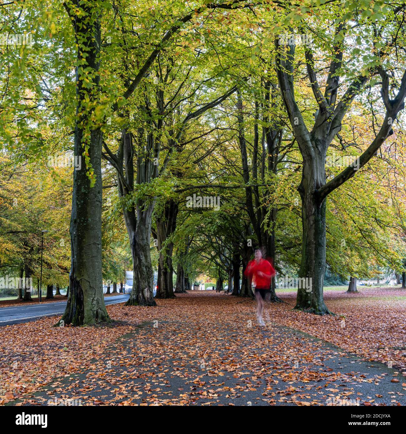 A jogger runs through fallen leaves along the beech and oak avenues of ...