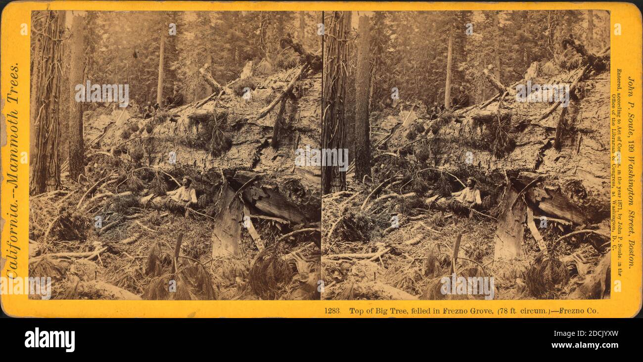 Top of big tree, felled in Frezno [sic] Grove, (78 ft. circum.), Frezco ...