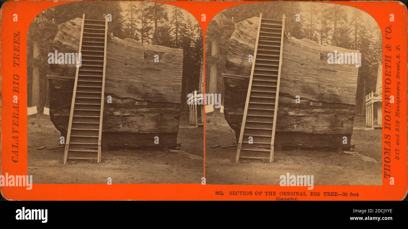 Section of the original Big Tree, 30 feet diameter., still image ...