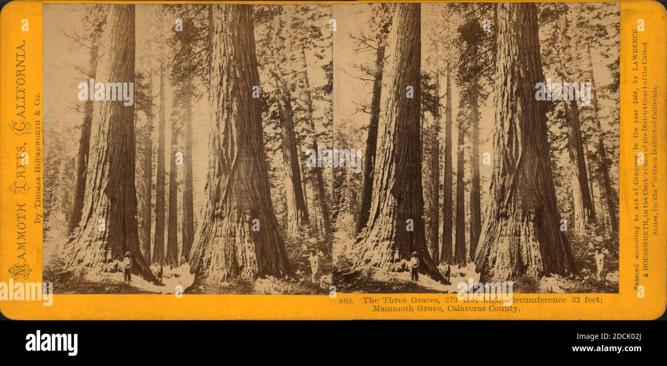 The Three Graces, 272 feet high, circumference 32 feet, Mammoth Grove ...