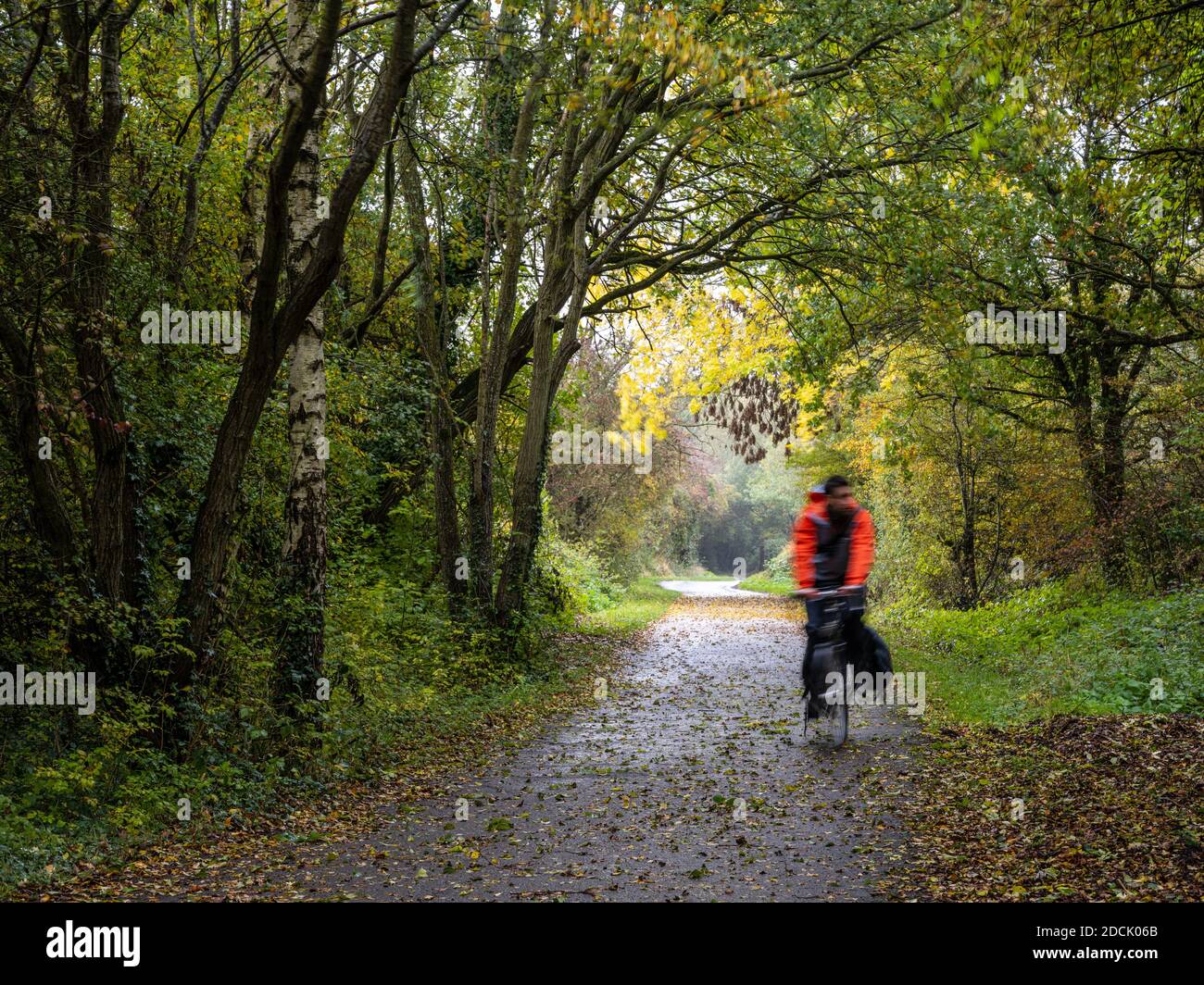 A touring cyclist rides through a tunnel of trees displaying autumn ...