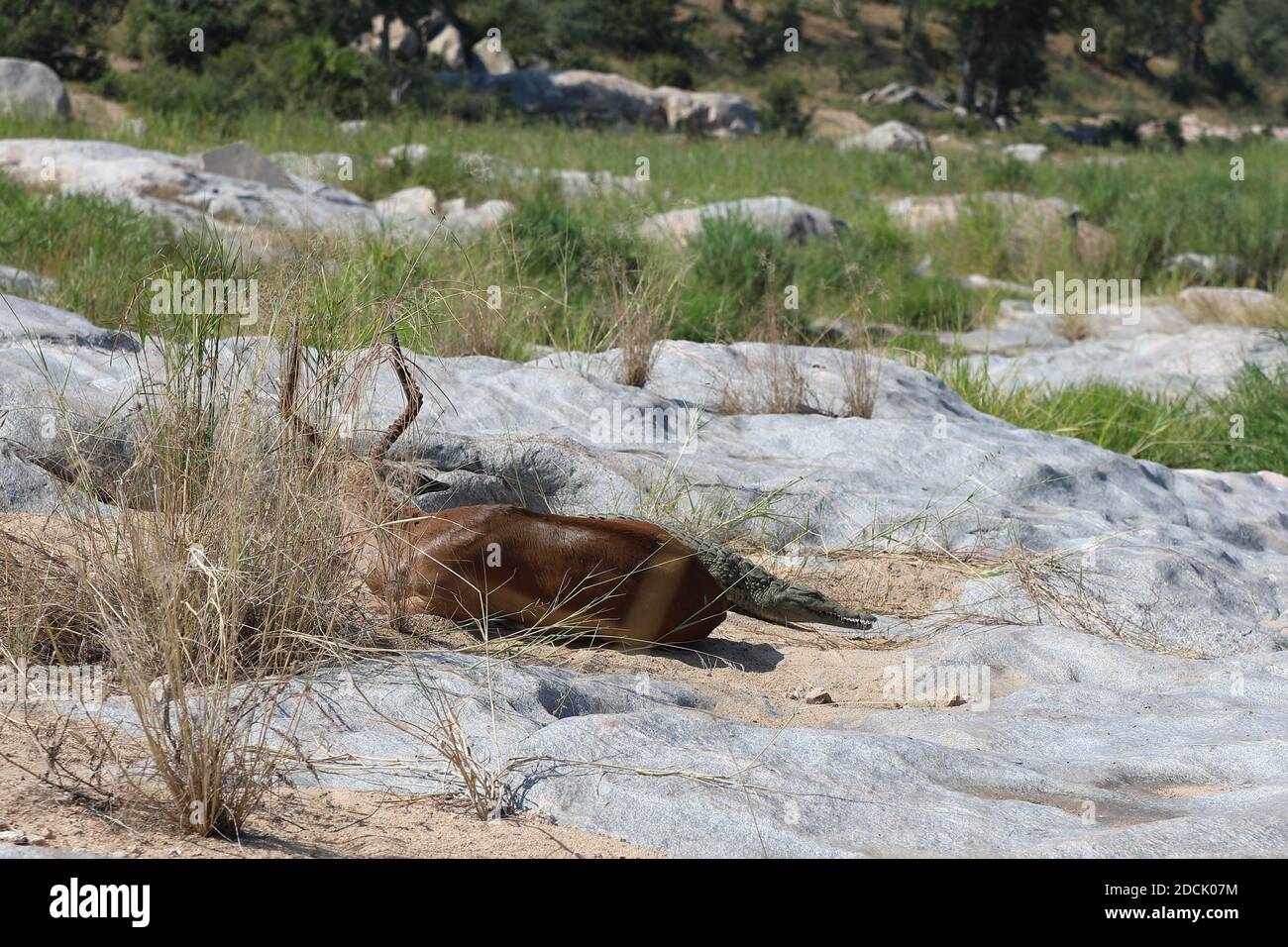 Dead antilope hi-res stock photography and images - Alamy