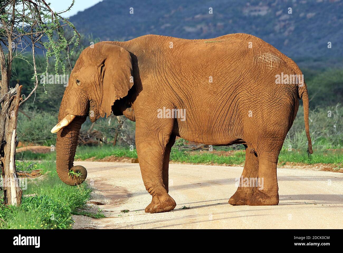 Gigantic elephant hi-res stock photography and images - Alamy