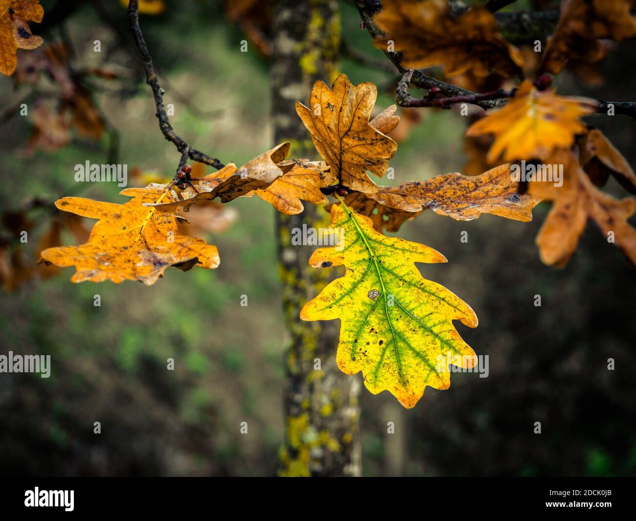 Oak tree leaves background fall quercus robur hi-res stock photography ...