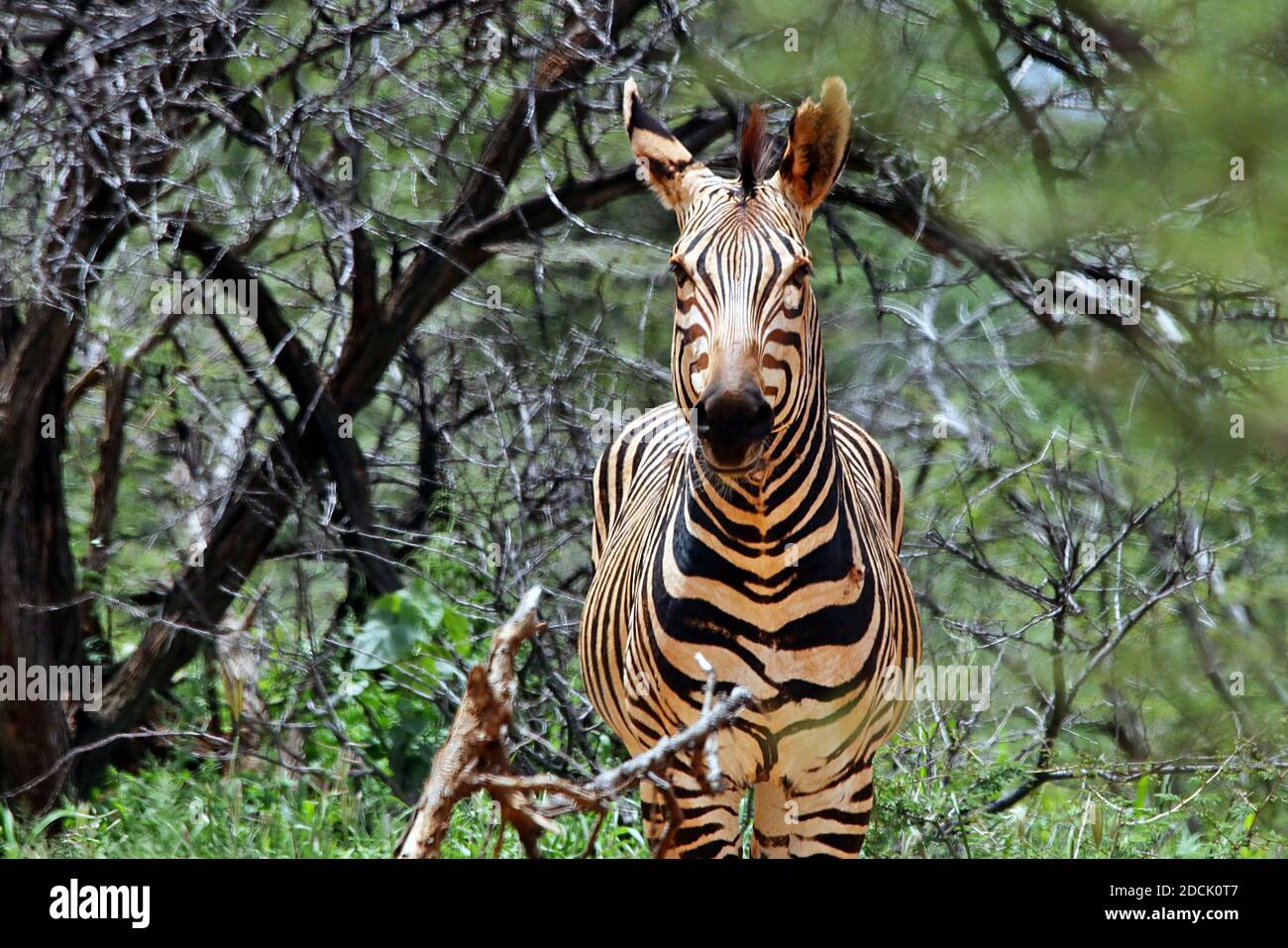 A Mountain Zebra (Equus zebra) hiding in thorn acacia trees in the wet ...