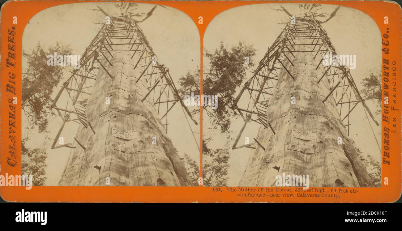 Mother of the Forest ; 305 feet high ; 63 feet circumference - near ...