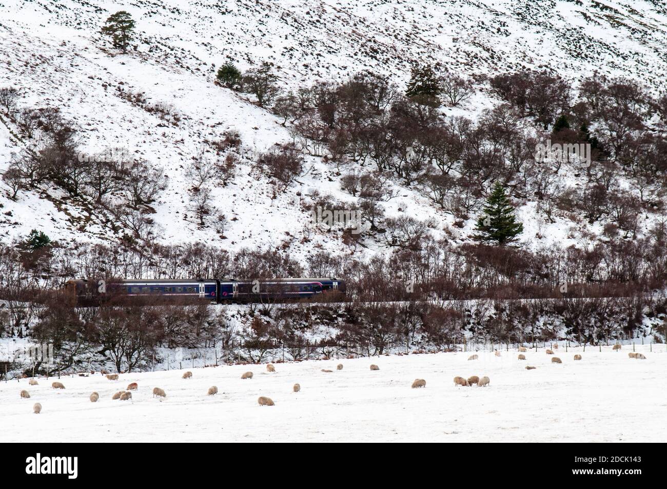 A Scotrail passenger train travels along the Far North Line past sheep ...