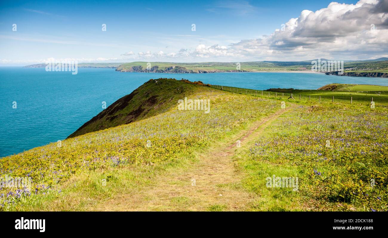 Green fields lead down to cliffs and sea at Newport Bay, seen from ...