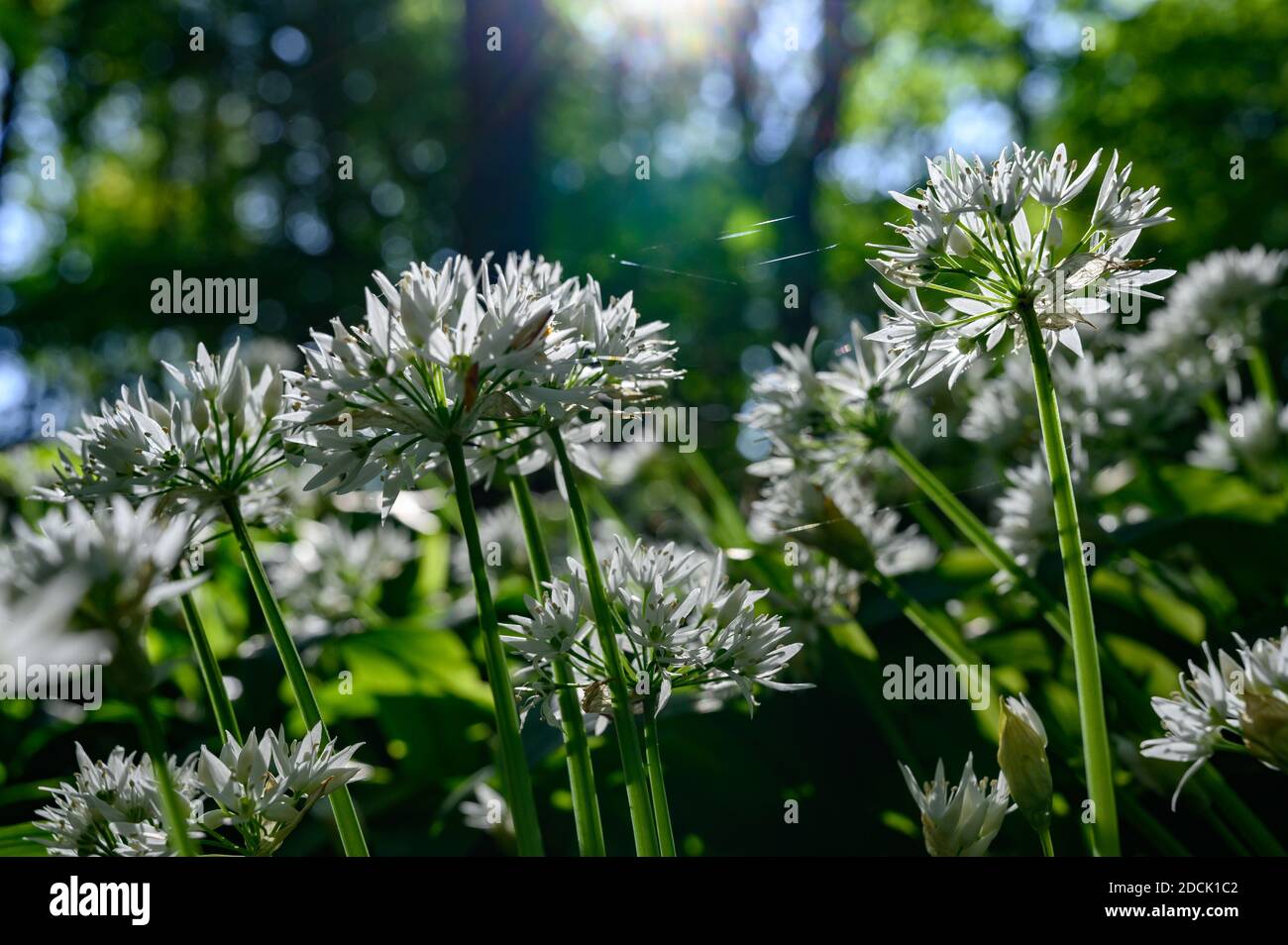 Worsley Station, Old Tyldesley Railway Loopline, Worsley, Manchester ...