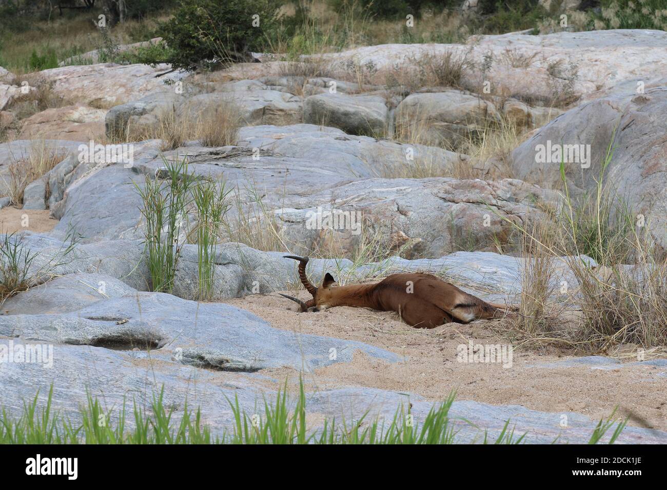 Dead antilope hi-res stock photography and images - Alamy