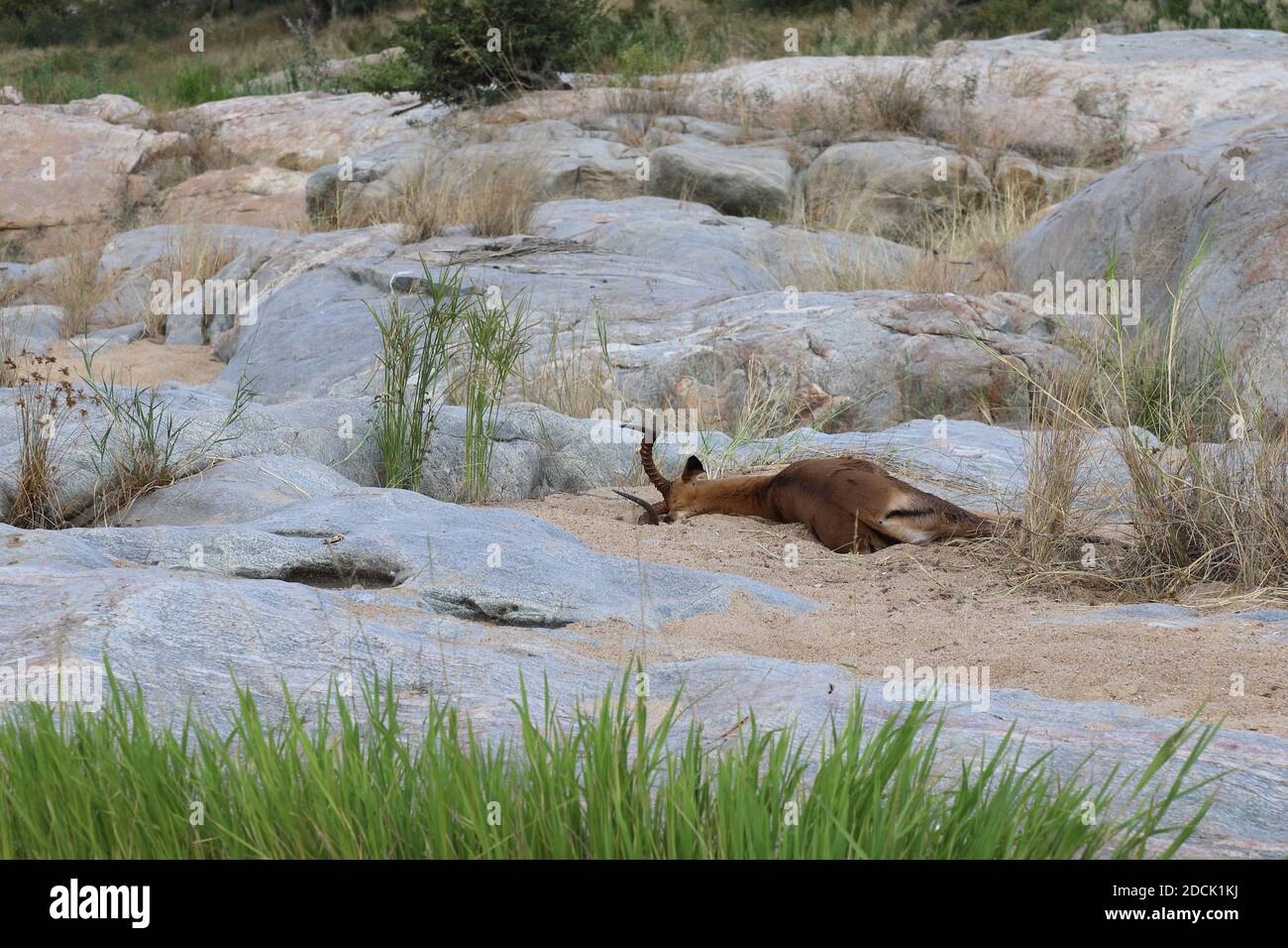 Dead antilope hi-res stock photography and images - Alamy