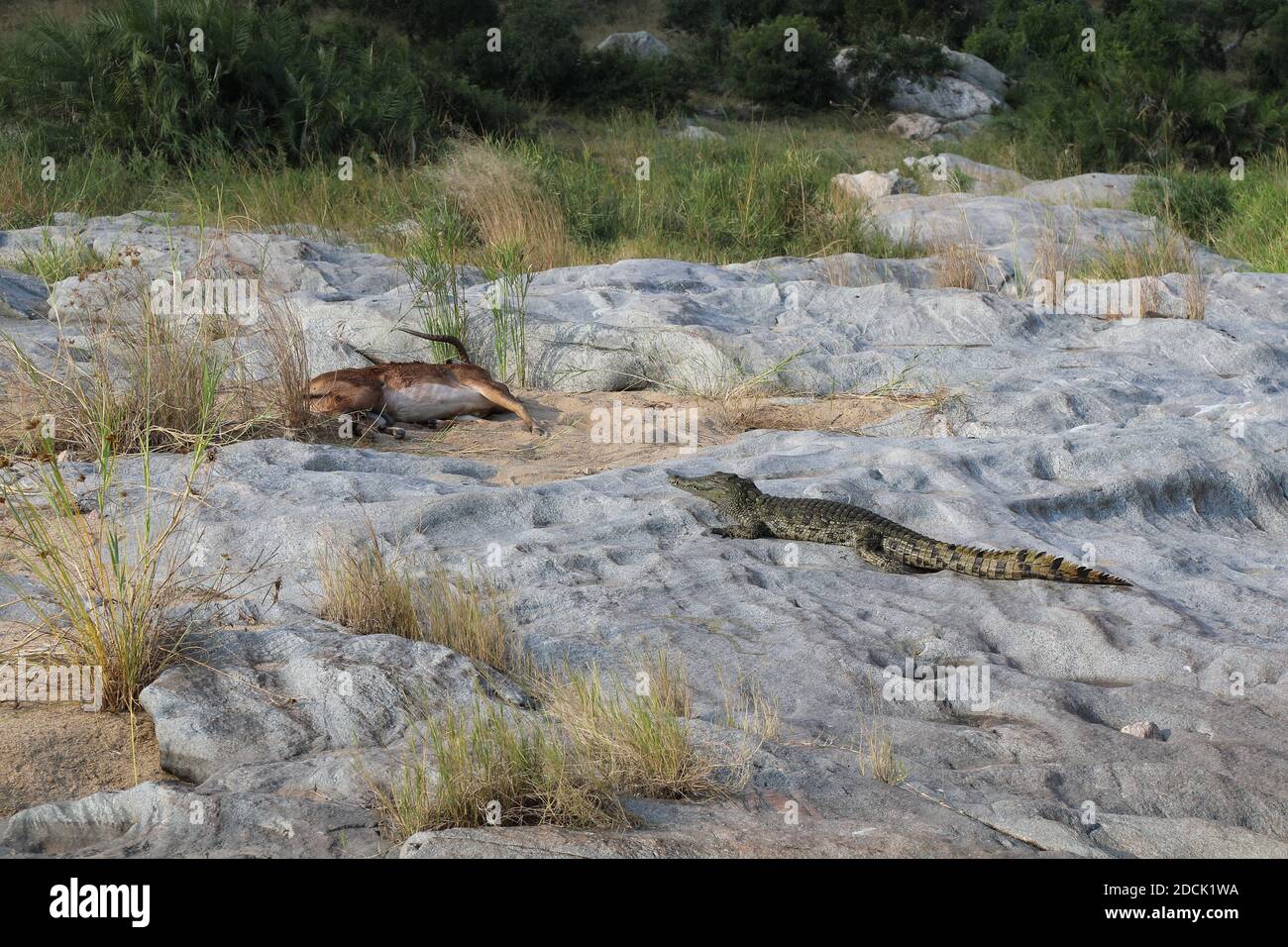 Dead antilope hi-res stock photography and images - Alamy