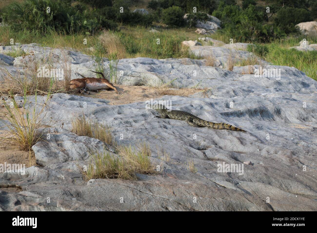 Dead antilope hi-res stock photography and images - Alamy