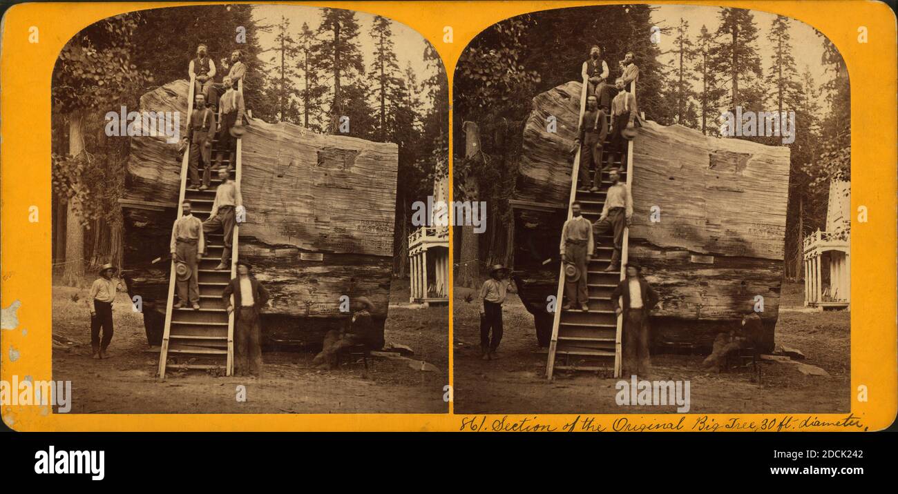 Section of the original Big Tree, 30 feet diameter., still image ...