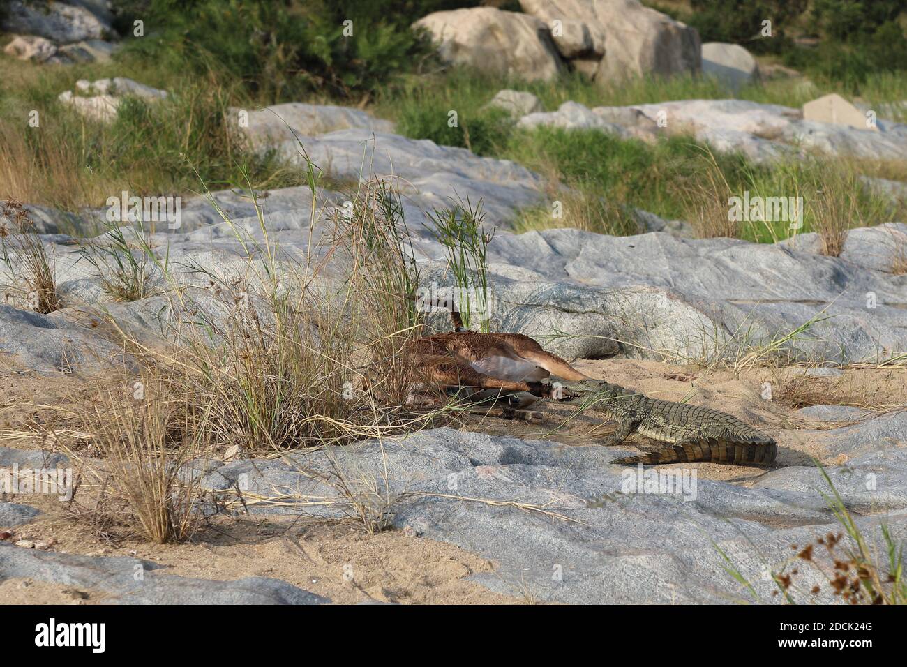 Dead antilope hi-res stock photography and images - Alamy