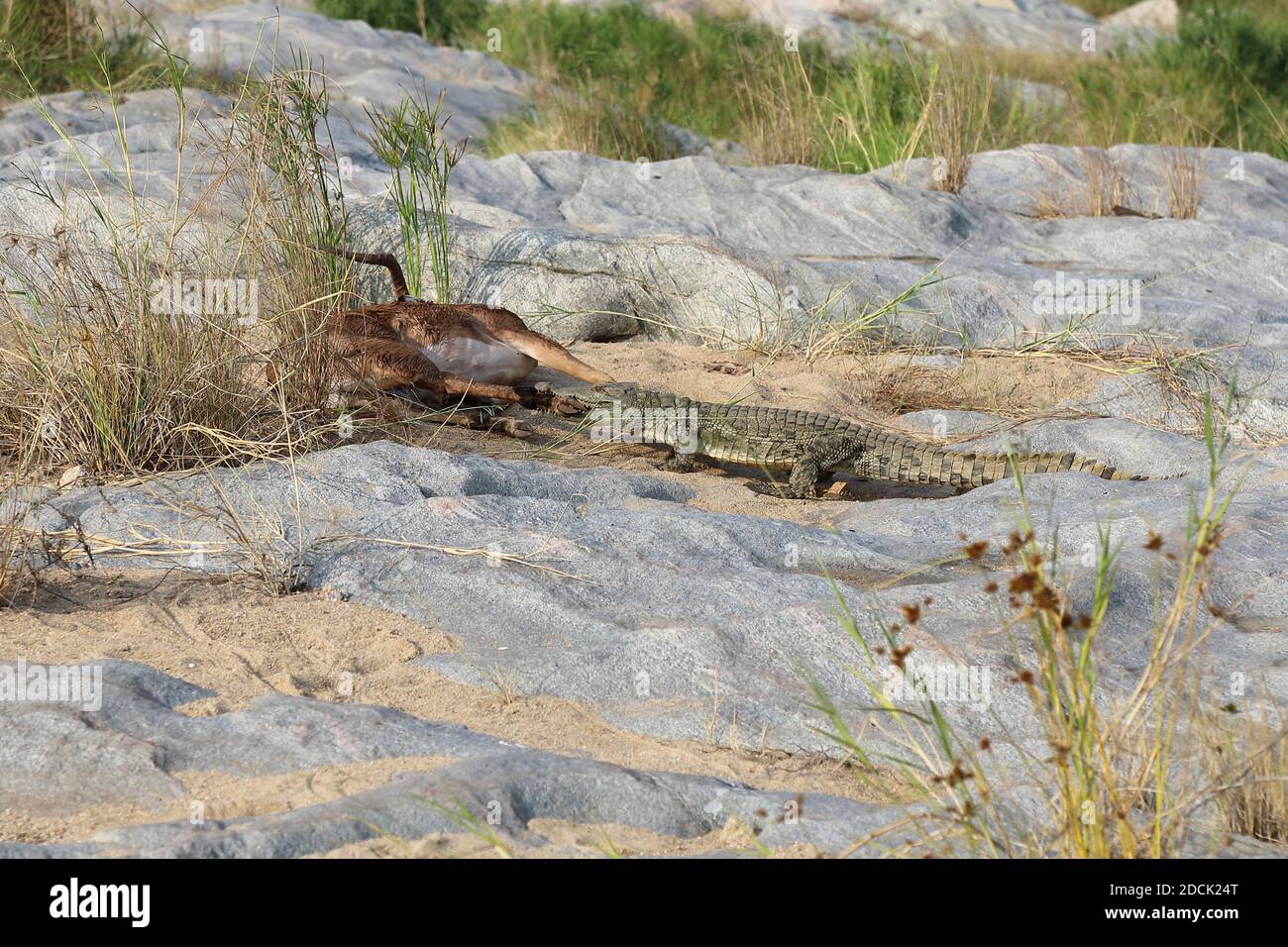 Dead antilope hi-res stock photography and images - Alamy