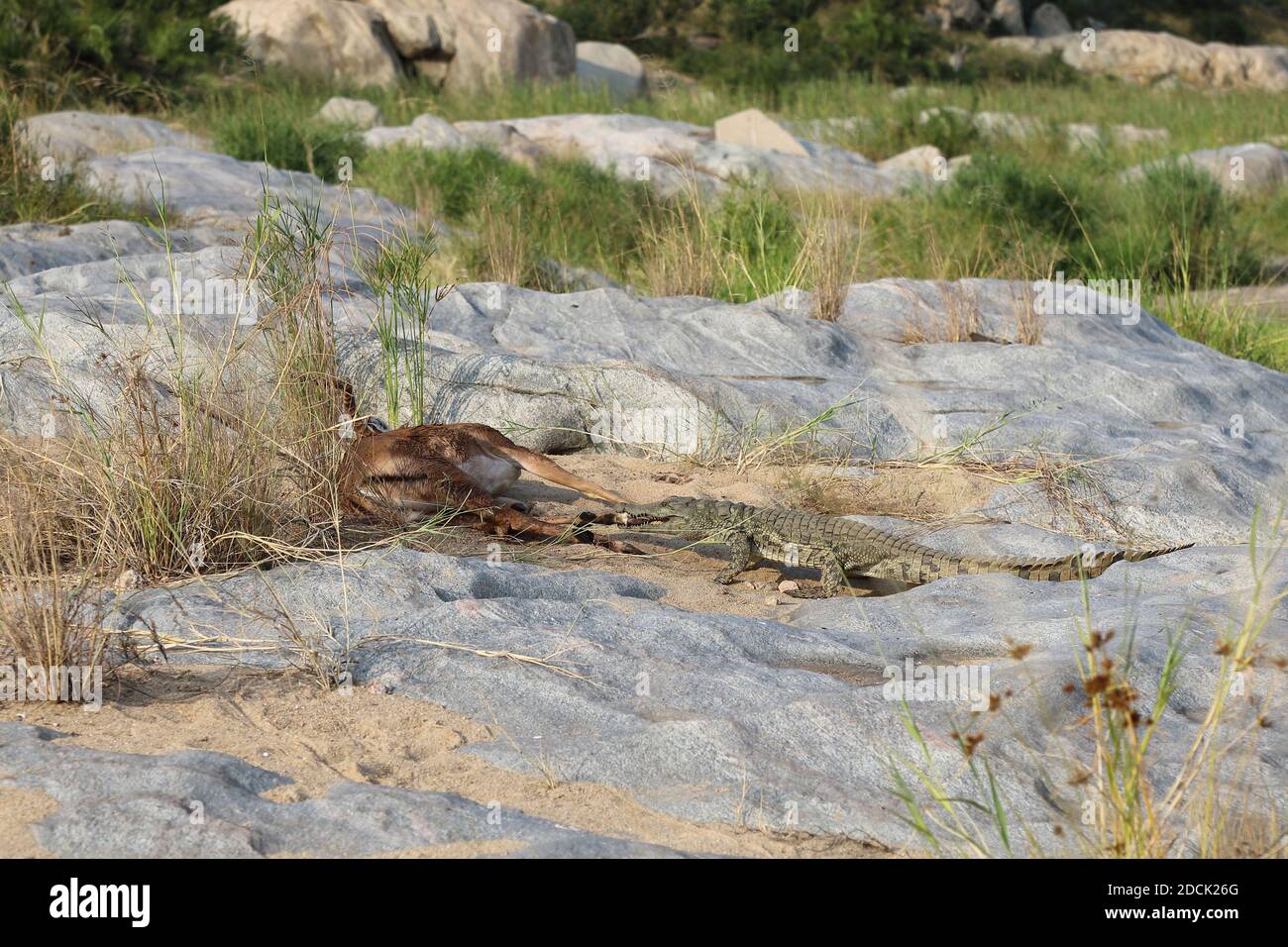 Dead antilope hi-res stock photography and images - Alamy