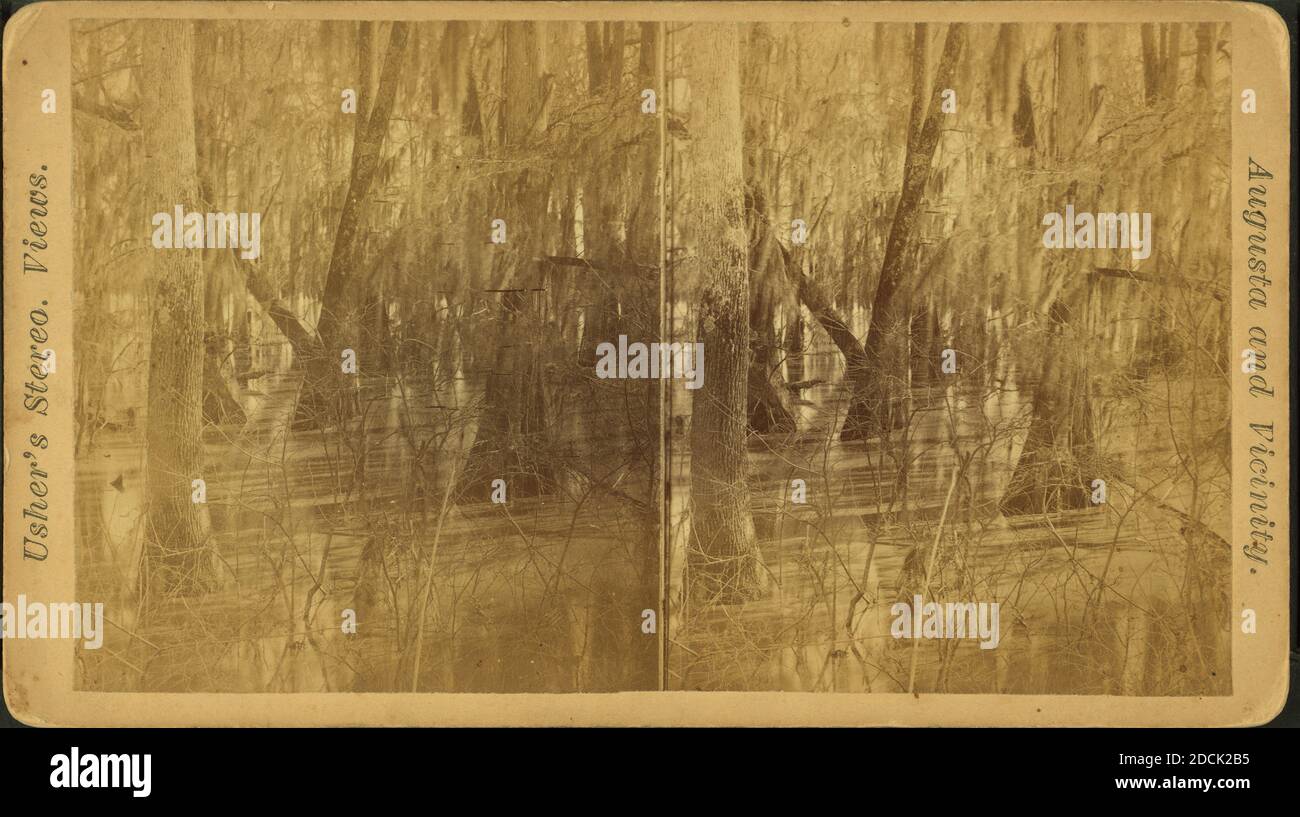 Dismal mud swamp., still image, Stereographs, 1885, Usher, John, Jr ...