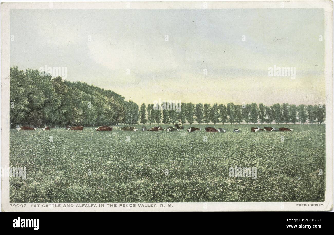Fat Cattle and Alfalfa in the Pecos Valley, New Mexico, still image ...