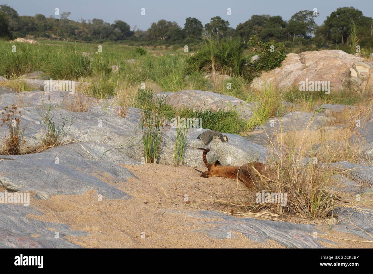 Dead antilope hi-res stock photography and images - Alamy